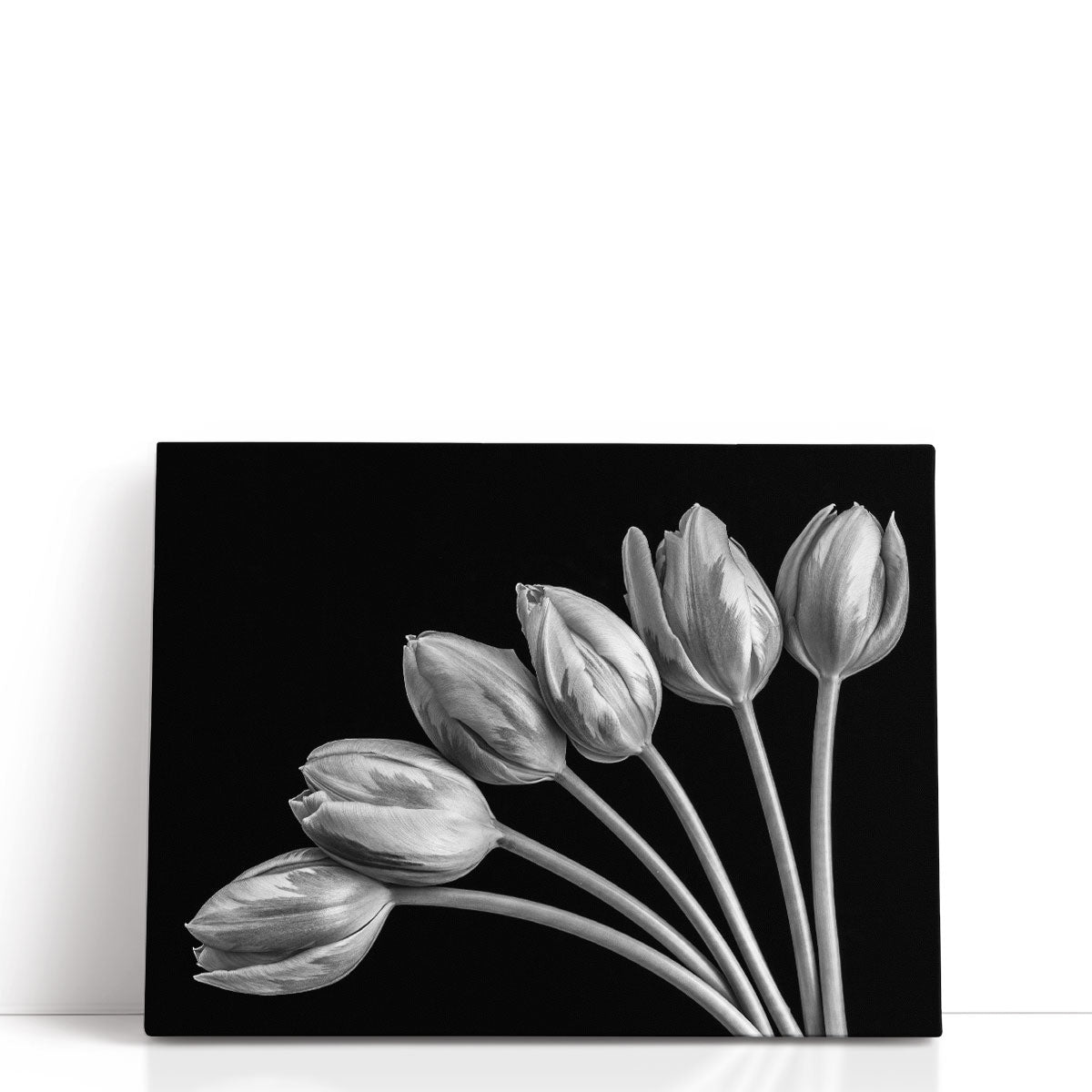 Tulip Flowers in Fan Shape Framed Art Print | Assaf Frank – Framed Flair